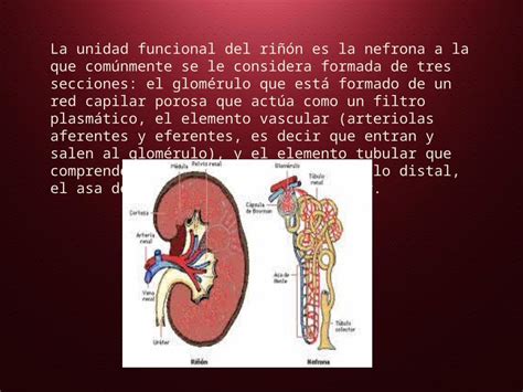 PPTX Bioquimica del riñon DOKUMEN TIPS
