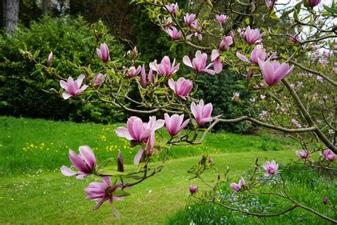 Magnolie schneiden Wann ist der beste Zeitpunkt dafür