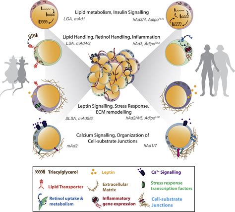 Adipose Tissue At Single Cell Resolution Cell Metabolism