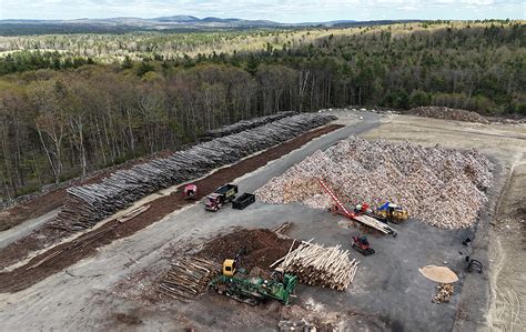 Timber Harvesting Central Mass Tree