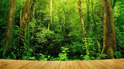Amazon Jungle Wallpapers 4k Hd Backgrounds On Wallpaperbat