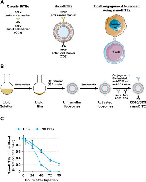 Development Of Nanoparticle Bispecific T Cell Engagers Nanobites A
