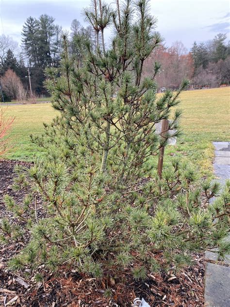 Pinus Strobus Diggy White Pine Live Plant 10” Tall 1 Gallon Pot Etsy