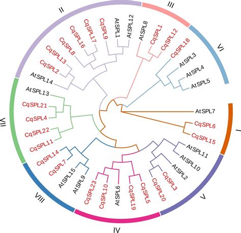 A Phylogenetic Tree Of Spl Proteins From Chenopodium Quinoa And