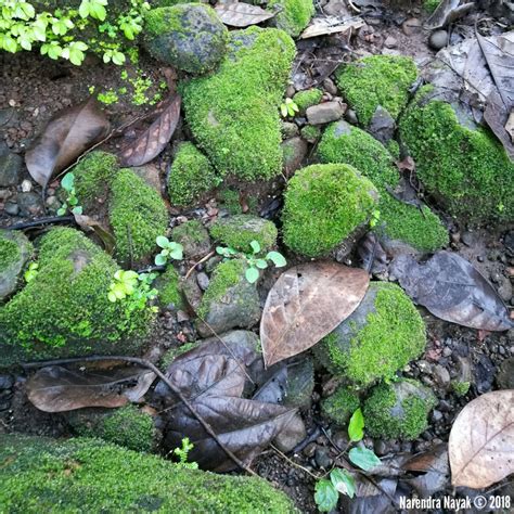 The Moss Code A Sliver Of Life