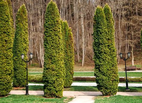 How To Effectively Treat Arborvitae Disease 9 Expert Tips Plants Heaven