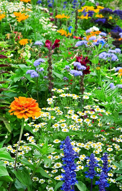 100 Types Of Flowers With Unique Meanings And Images
