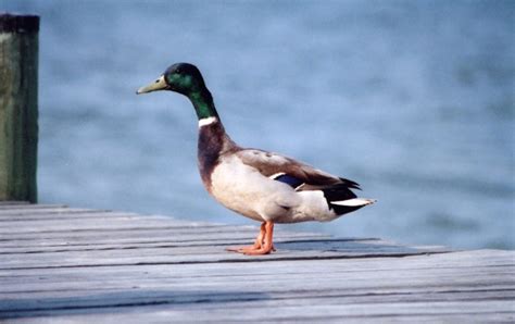 Qanda Discoverer Of Dead Gay Duck Sex Live Science