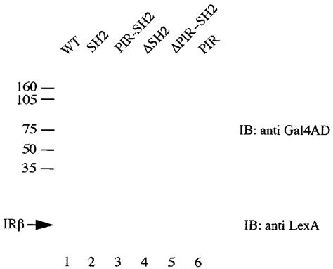 Grb7 Domains Interacting With The Activated Insulin Receptor A
