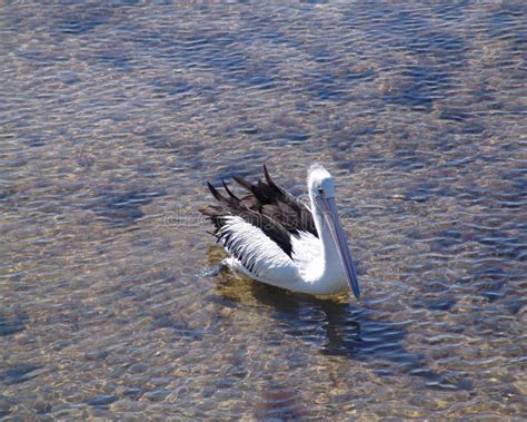 Pelikan stockfoto. Bild von reflexion, marinesoldat, reflektierend ...