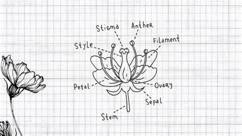 Essential Dissection Lab Skills