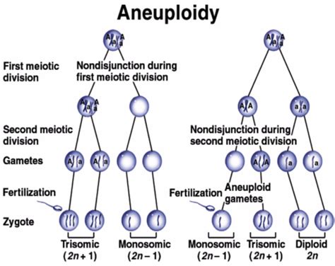 Genetics Exam 2 Flashcards Quizlet