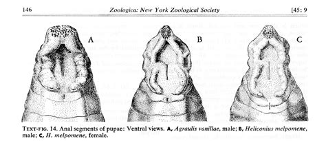 Sexing Heliconius Pupae