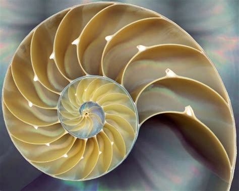 The Fibonacci In Nature