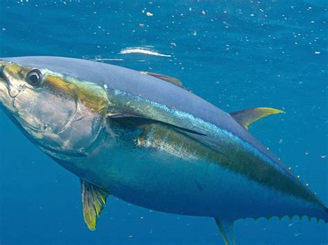 Yellowfin Tuna High In Mercury At Joshua Mayes Blog