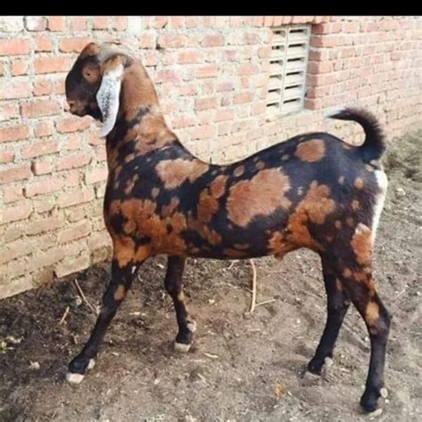 1 Year Brown Sirohi Male Goat Meat Weight 45 Kg At Rs 300 Kg In Ajmer