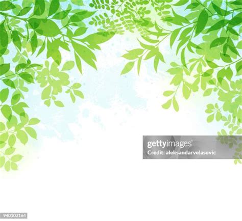 Tree Borders Photos And Premium High Res Pictures Getty Images