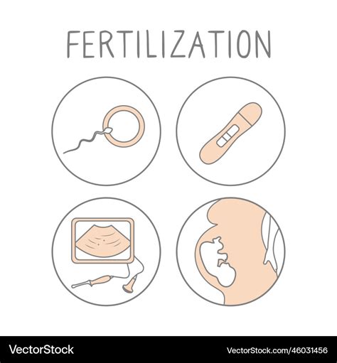 Fertilization Icon Set Linear Simple Royalty Free Vector