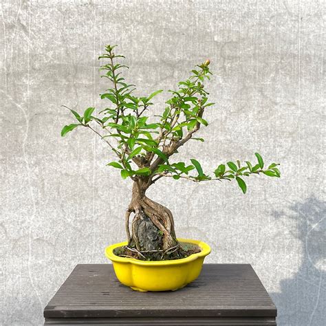 Rustic Charm Bonsai Pinkoi