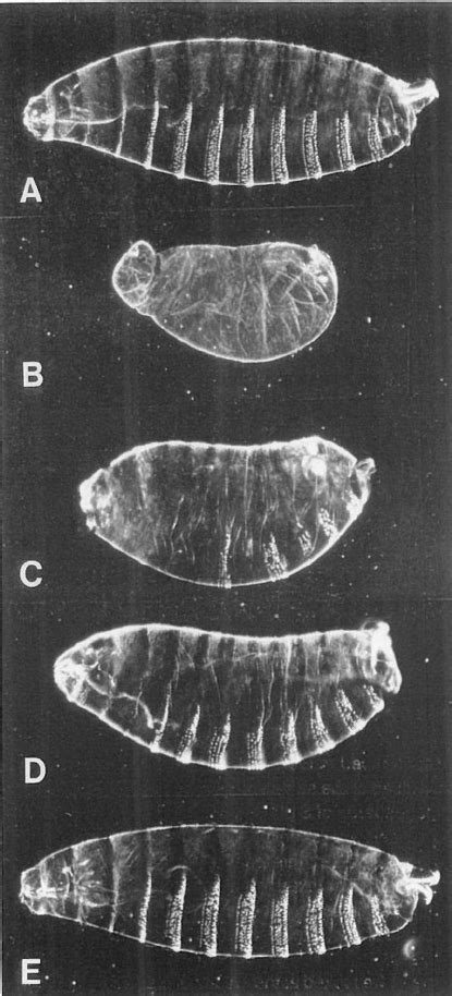 The Normal Cell Division Pattern Is Not Essential For Pattern Formation