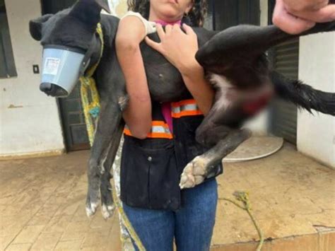 Cadela vítima de maus tratos e zoofilia é resgatada e tutor é preso em