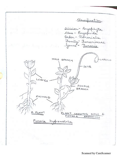 Funaria Diagram Handmade Pdf