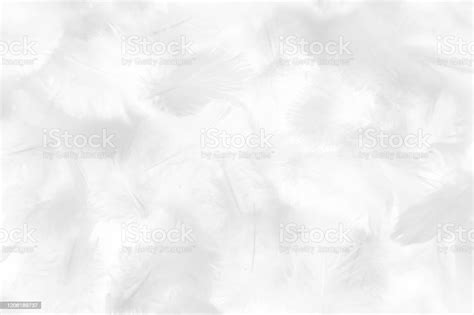 흰색 배경에 아름다운 추상 적색 회색과 흰색 깃털과 흰색 패턴과 밝은 분홍색 배경 발렌타인 데이에 부드러운 핑크 깃털 질감 그래픽 프린트에 대한 스톡 사진 및 기타 이미지