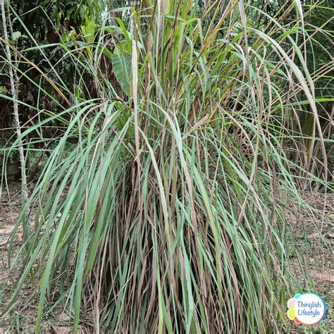 Organic Lemongrass The Ultimate Growing Caring And Guide