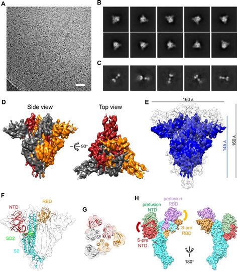 Characterization Of The Sars Cov 2 Spike In An Early Prefusion