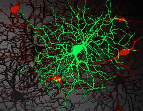 Light Evoked Synaptic Activity Of Retinal Ganglion And Amacrine Cells
