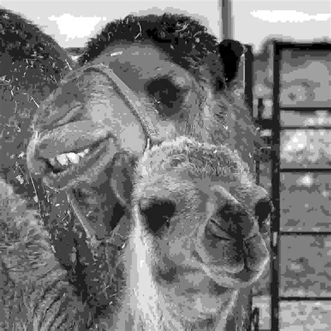 Top Ten Camel Questions Oasis Camel Dairy