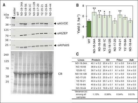 Improved Soybean Photosynthesis And Yield By Accelerating Recovery From