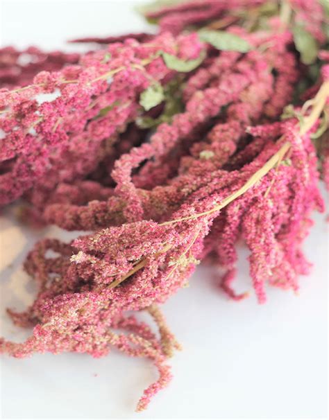 Dried Trailing Amaranthus Red Bunch 70 Cm Dried Flowers And Décor Dried Flowers Decor