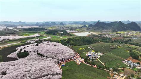 贵州平坝樱花实拍视频 视频特效素材 千库网