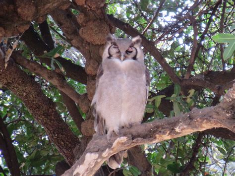 Img0144 Verreauxs Eagle Owl Harry Hixson Flickr