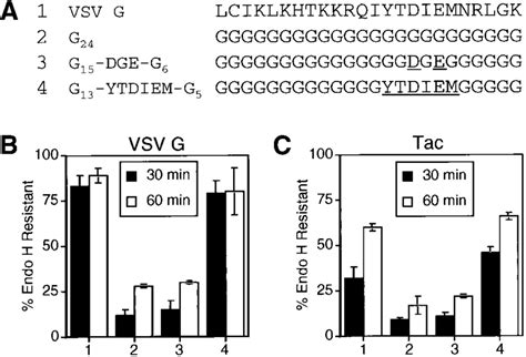 Residues 19 24 Of The Vsv G Tail Are Sufficient To Mediate Efficient Download Scientific