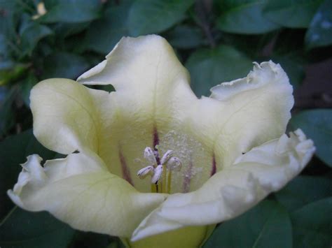 Solandra Botanics Stories