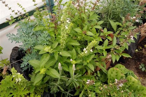 La Herbolaria Mexicana Principales Plantas Y Usos Med Vrogue Co