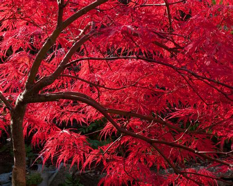 Trees With Red Leaves For Stunning Garden Color Gardeningetc