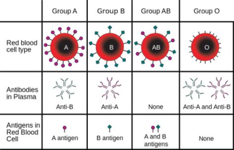Blood Type Frequency Chart Blood Type Relation