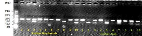 A Ssr Pattern Obtained From Ecotpyes Torbat E Heydarieh And Torbat E