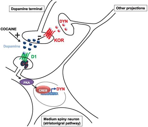 Κ Opioid Receptor Alchetron The Free Social Encyclopedia