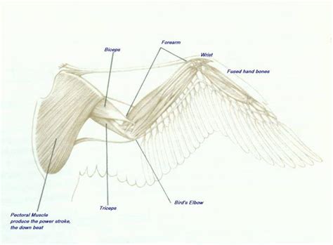 Wing Anatomy Bird Wings Wings