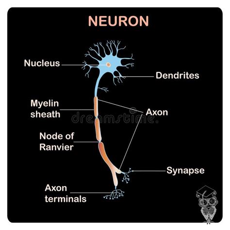 Scheme Of Tipical Anatomy Neuron Structure For Babe Education Stock Vector Illustration Of