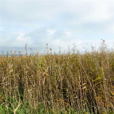 Big Bluestem Seeds Native Prairie Grass Or Ornamental Grass Seed