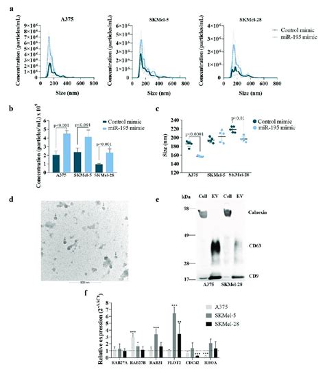 Overexpressing Mir 195 5p Induces Small Evs Release By Human Melanoma