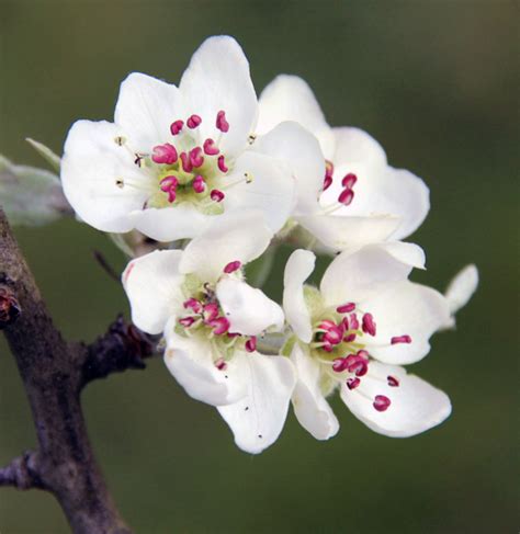 Buy Weeping Pear Tree Online Free Uk Delivery Free Limited Tree Warranty