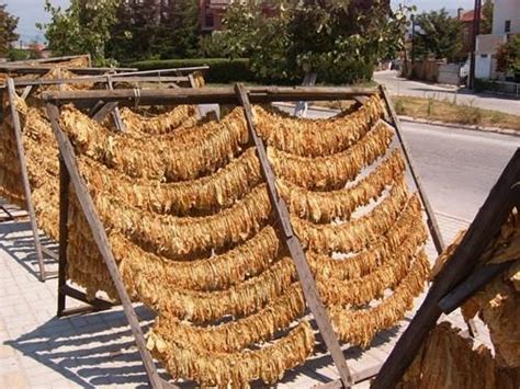 Заврши откупот на тутунот од реколтата 2018 откупна цена од 214 24 денари за килограм Скопје1 мк