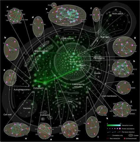 Nature：新研究深入揭示酵母的蛋白 蛋白相互作用网络生物科技健康一线资讯