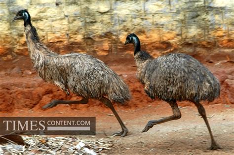 Emu Birds Feature Photo A Pair Of Australian Emu Birds